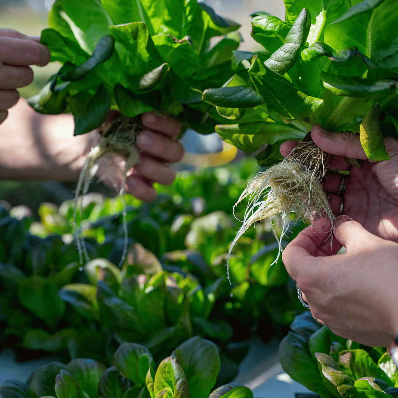 Horticultural and Environmental Sciences | Niagara College